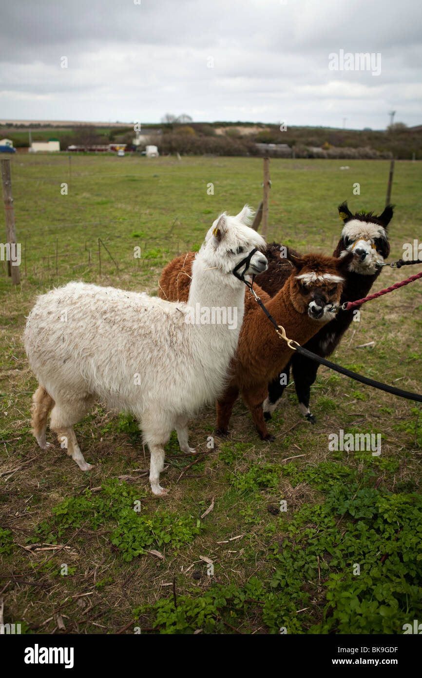 Alpaca trek hi-res stock photography and images - Alamy