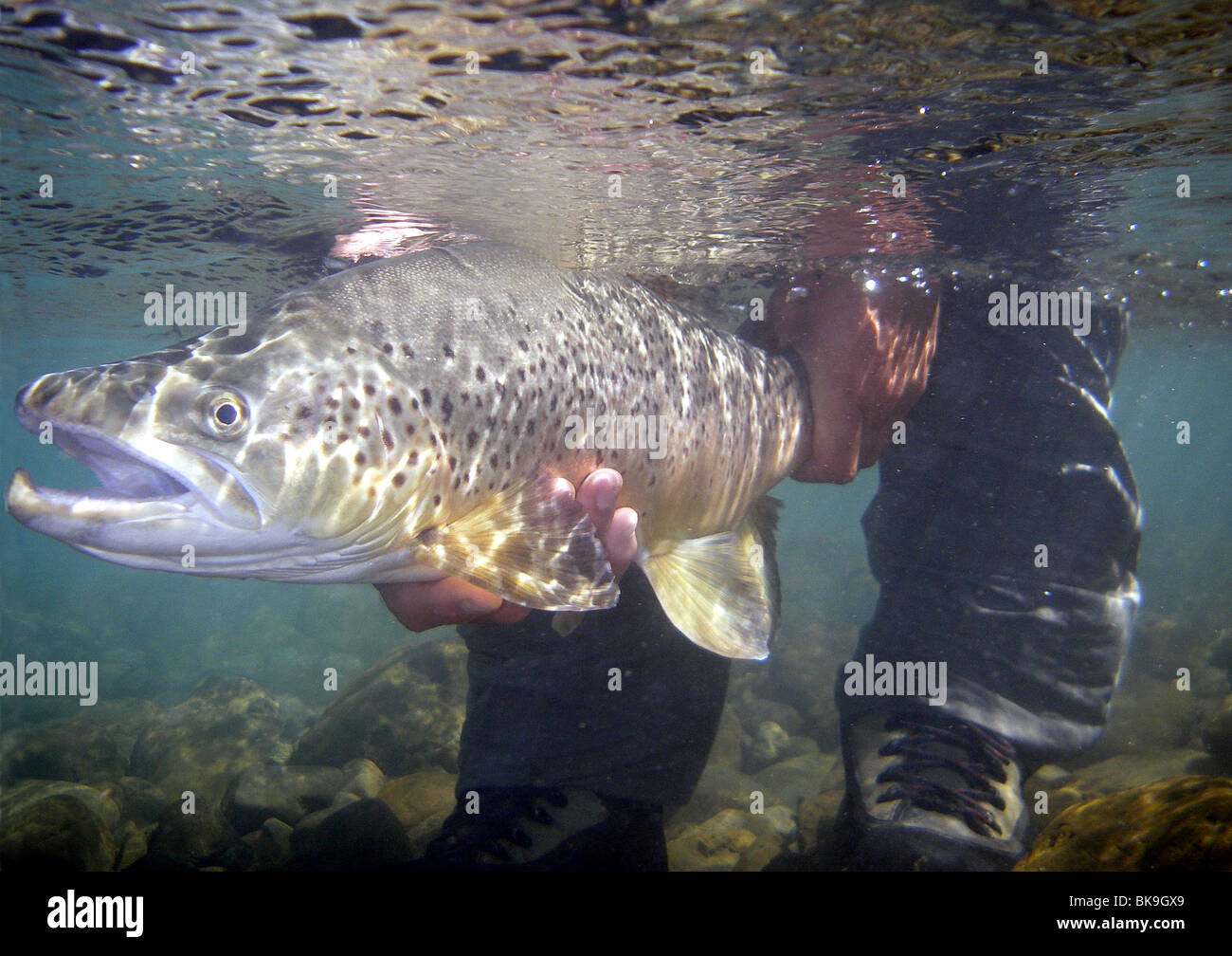 Mike trout hi-res stock photography and images - Alamy