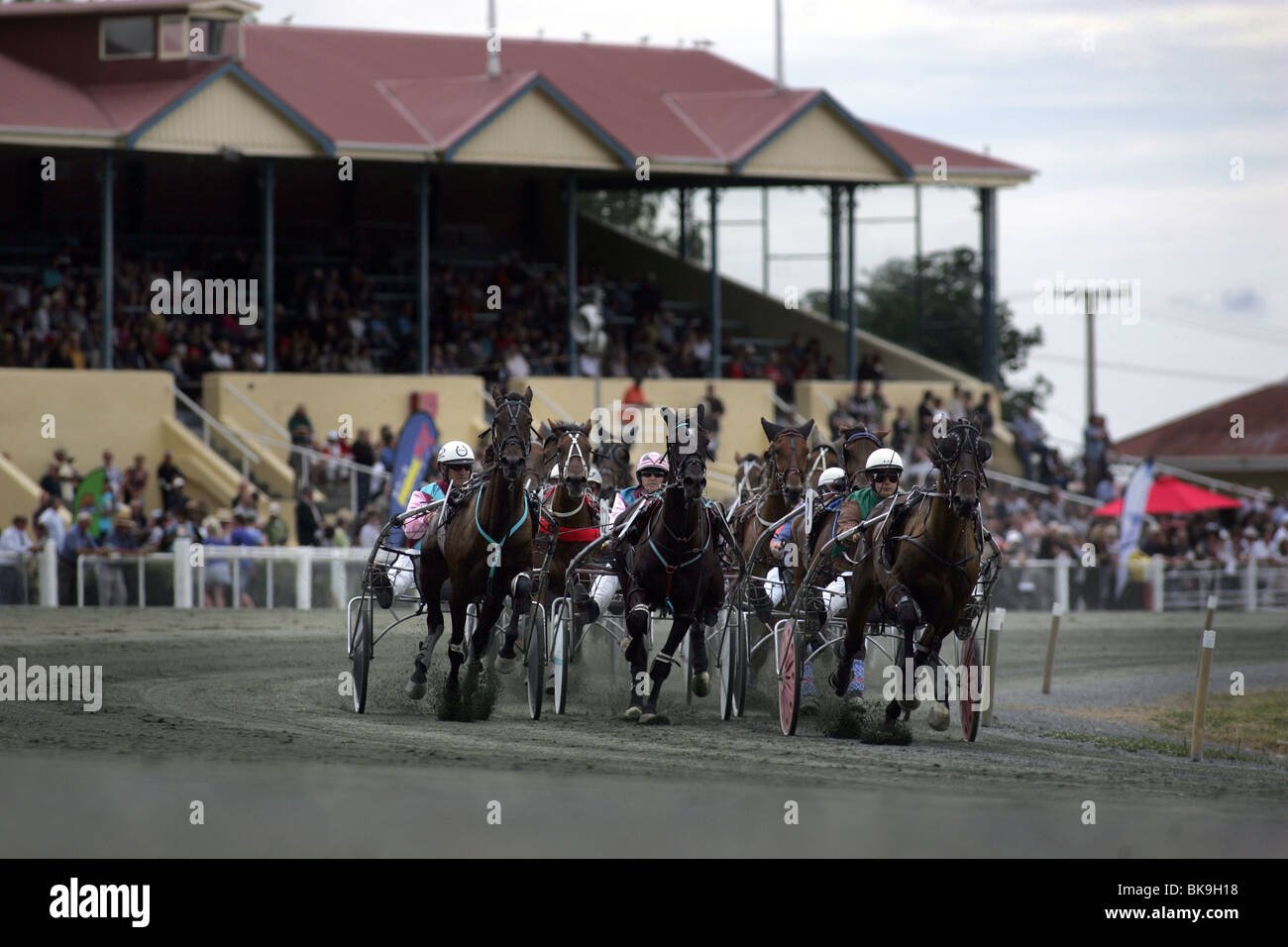 harness racing at Richmond Park, Nelson, New Zealand Stock Photo - Alamy