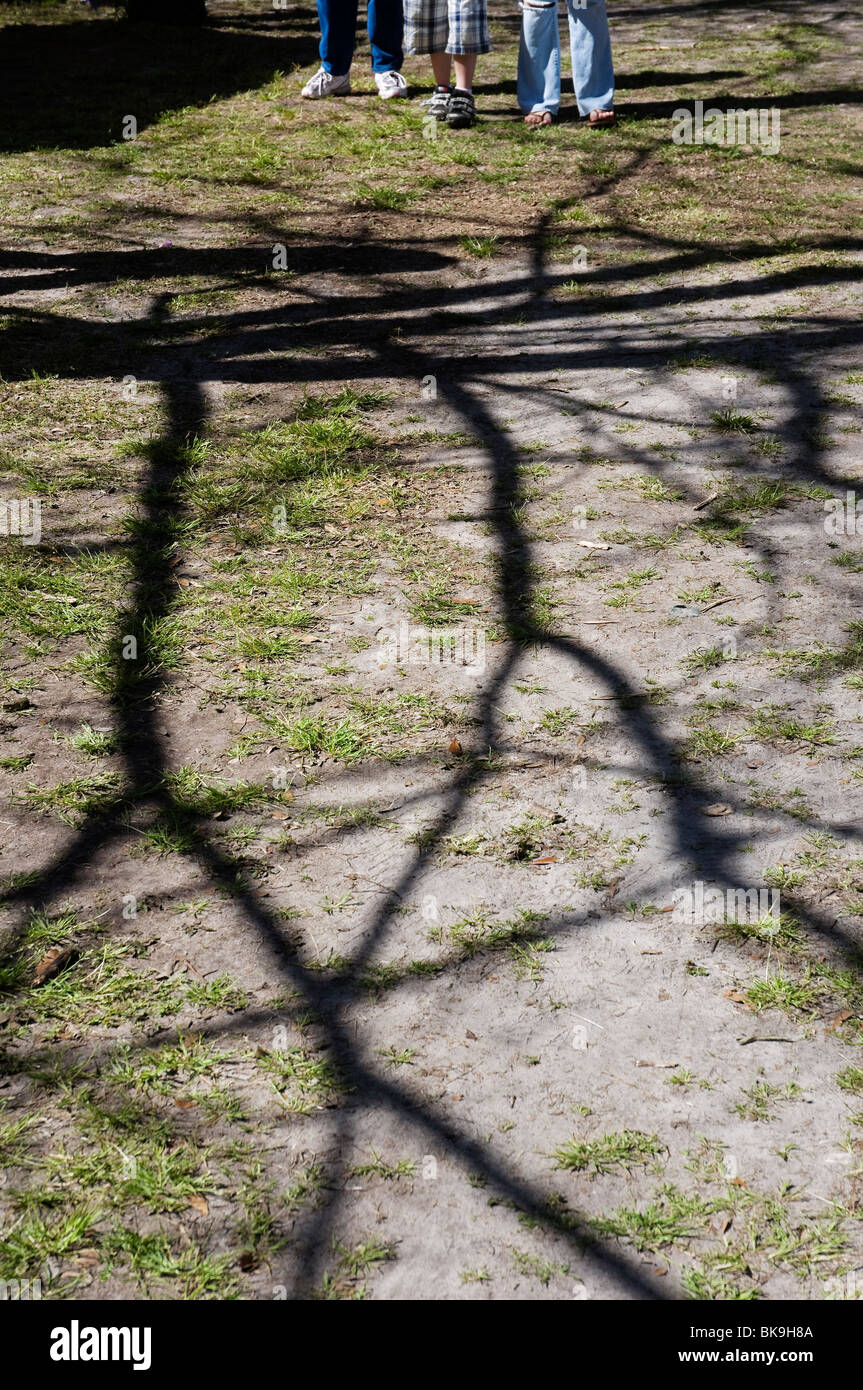 Kanapaha Spring Garden Festival Gainesville Florida tree shadows on ...