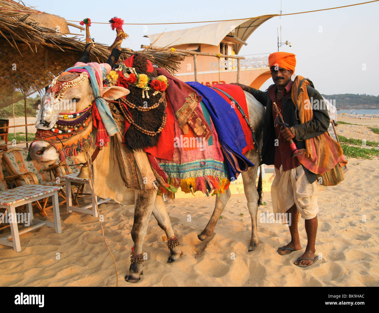 Dancing cow with musicians Stock Photo - Alamy