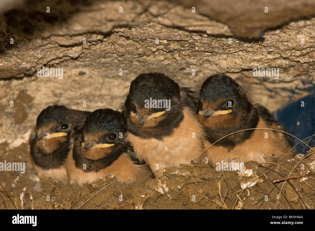 Barn swallow family hi-res stock photography and images - Alamy