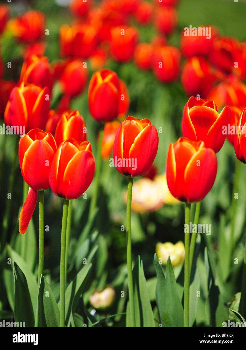 Red tulips blooming in garden hi-res stock photography and images - Alamy