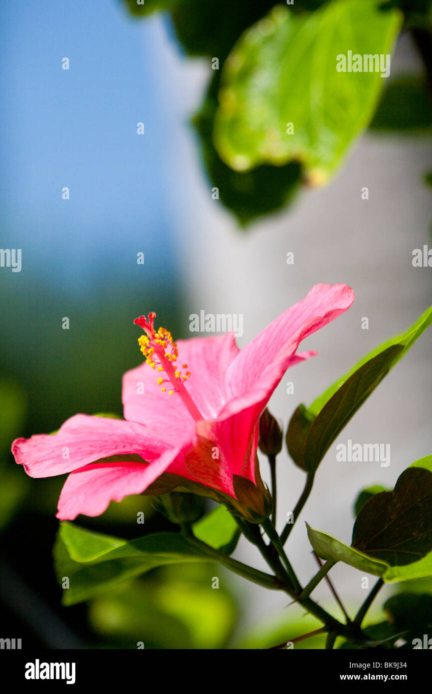A hibiscus flower on the island of Isla Mujeres near Cancun, Mexico ...