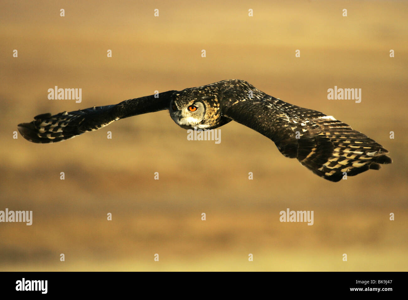 Cape Eagle Owl in flight, flying, South Africa Stock Photo - Alamy