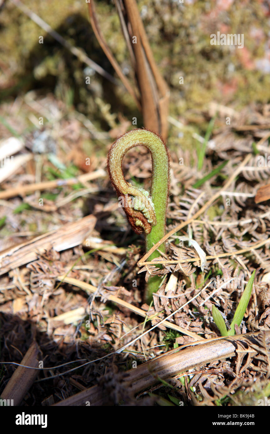 New spring fern growth pushing through the remnants of the previous ...