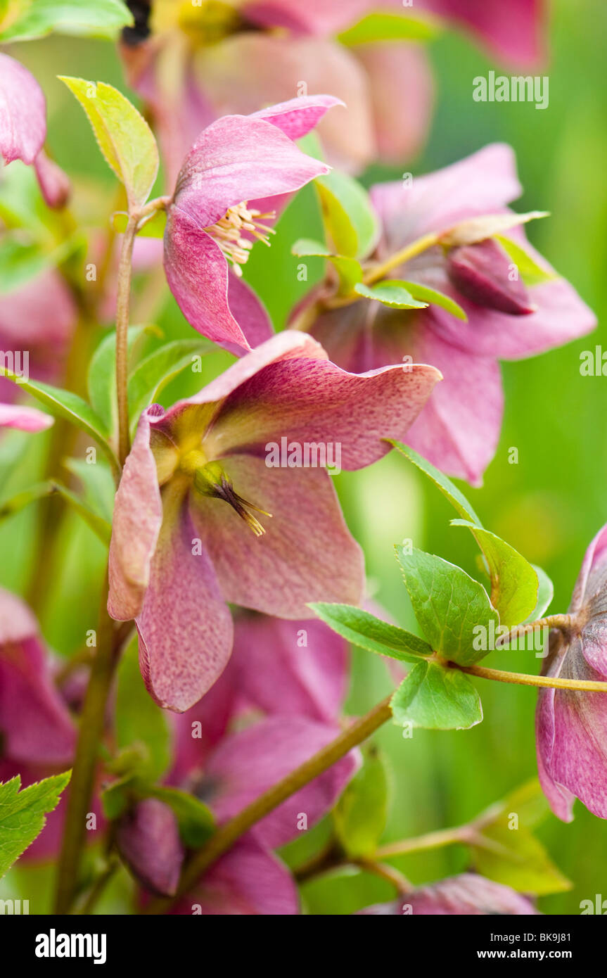 Pink Hellebores in flower at The Eden Project in Cornwall Stock Photo ...