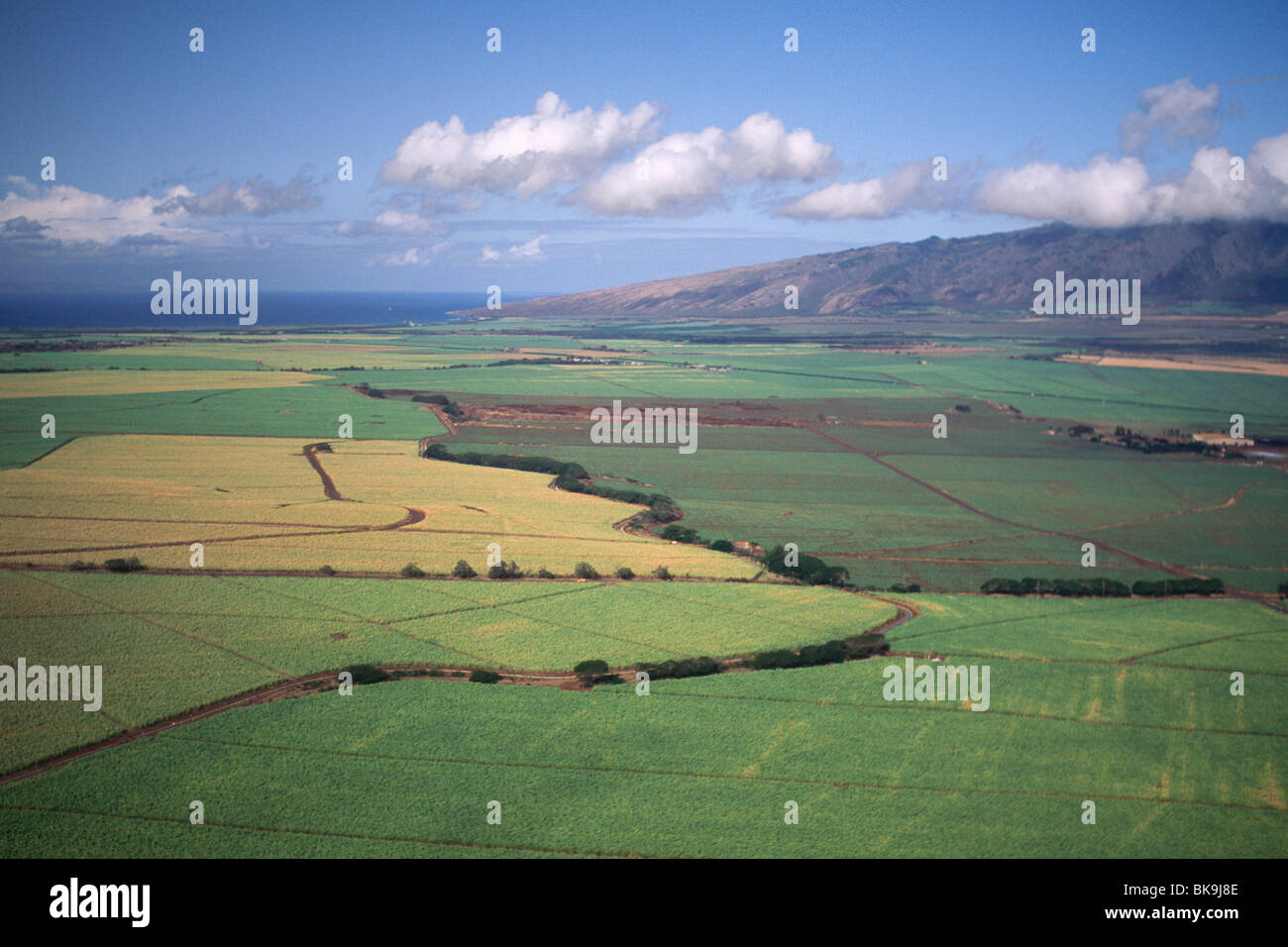Hawaii maui sugar cane fields hi-res stock photography and images - Alamy
