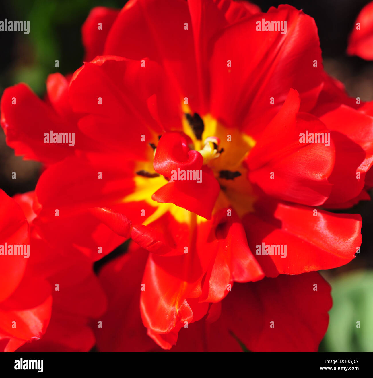 Tulip abba hi-res stock photography and images - Alamy