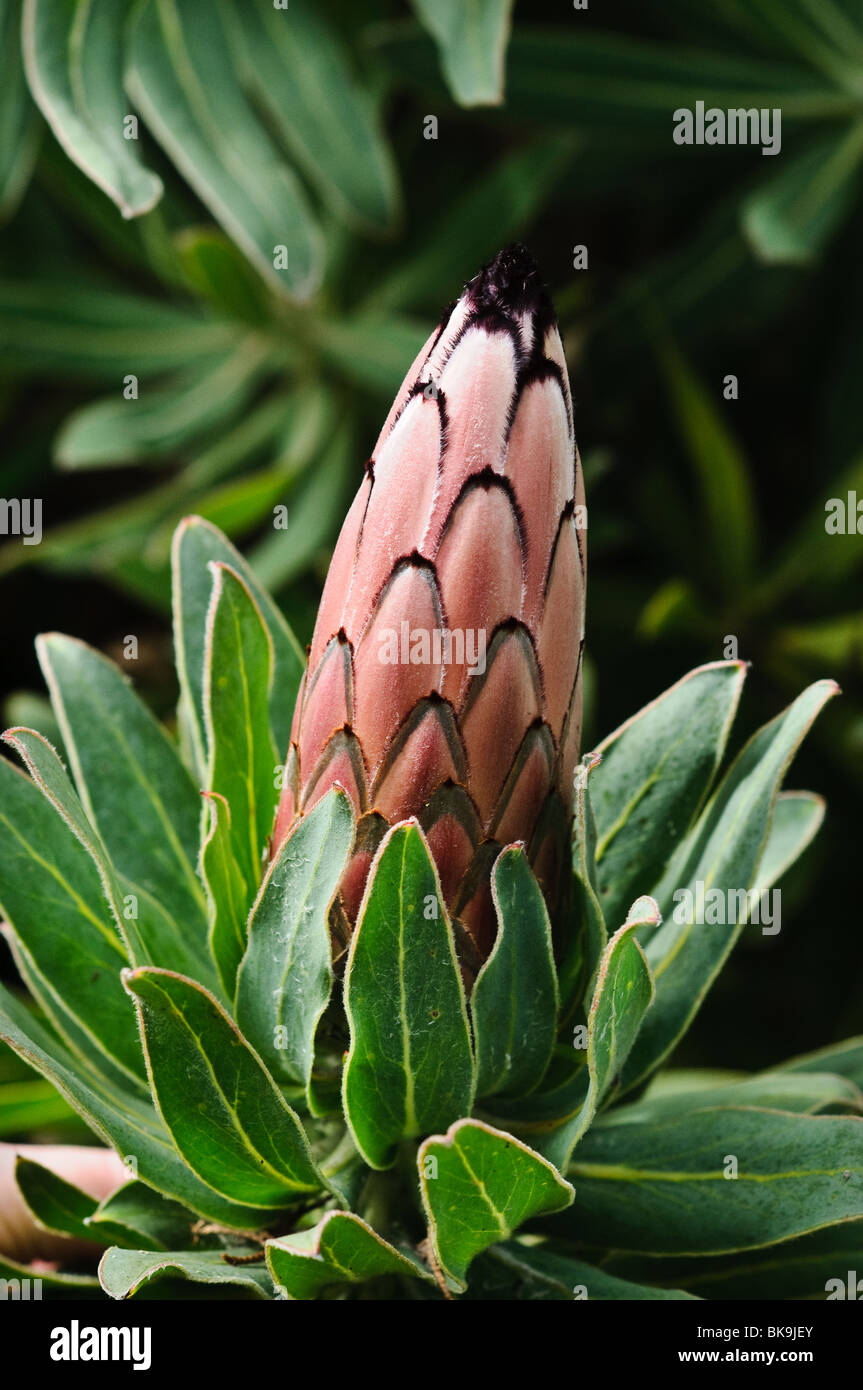 Protea coming into flower, (Sugarbushes). Tresco Abbey Gardens. Tresco ...