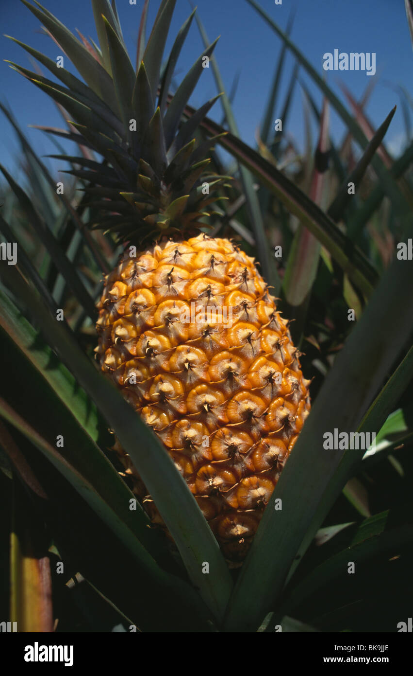 Pineapple Maui Hawaii USA Stock Photo - Alamy
