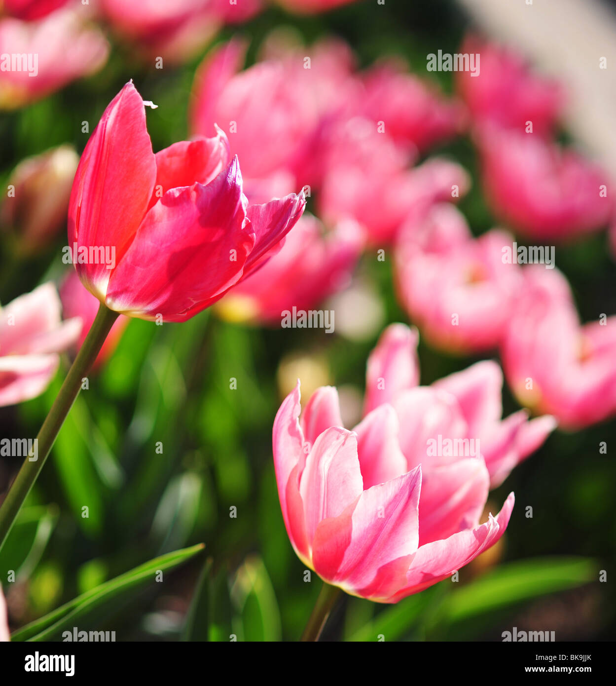 Pittsburgh flowers hi-res stock photography and images - Alamy