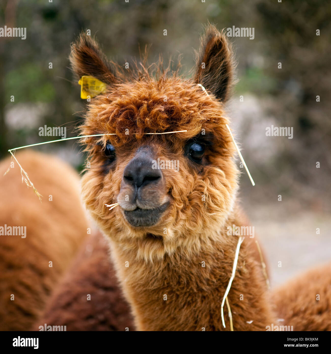 Alpaca trek hi-res stock photography and images - Alamy