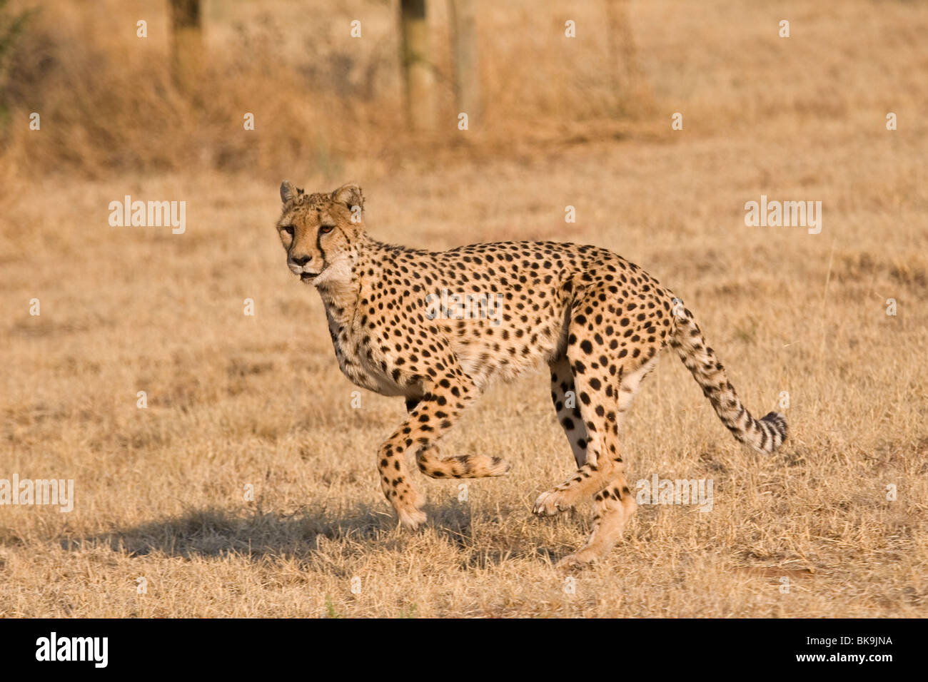 Running Cheetah (Acinonyx jubatus Stock Photo - Alamy