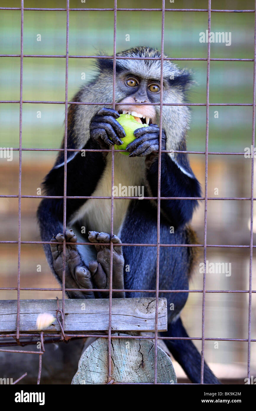 Mona monkey, Cerropithecus mona, in Tygerberg Zoo , Cape Town eating a ...