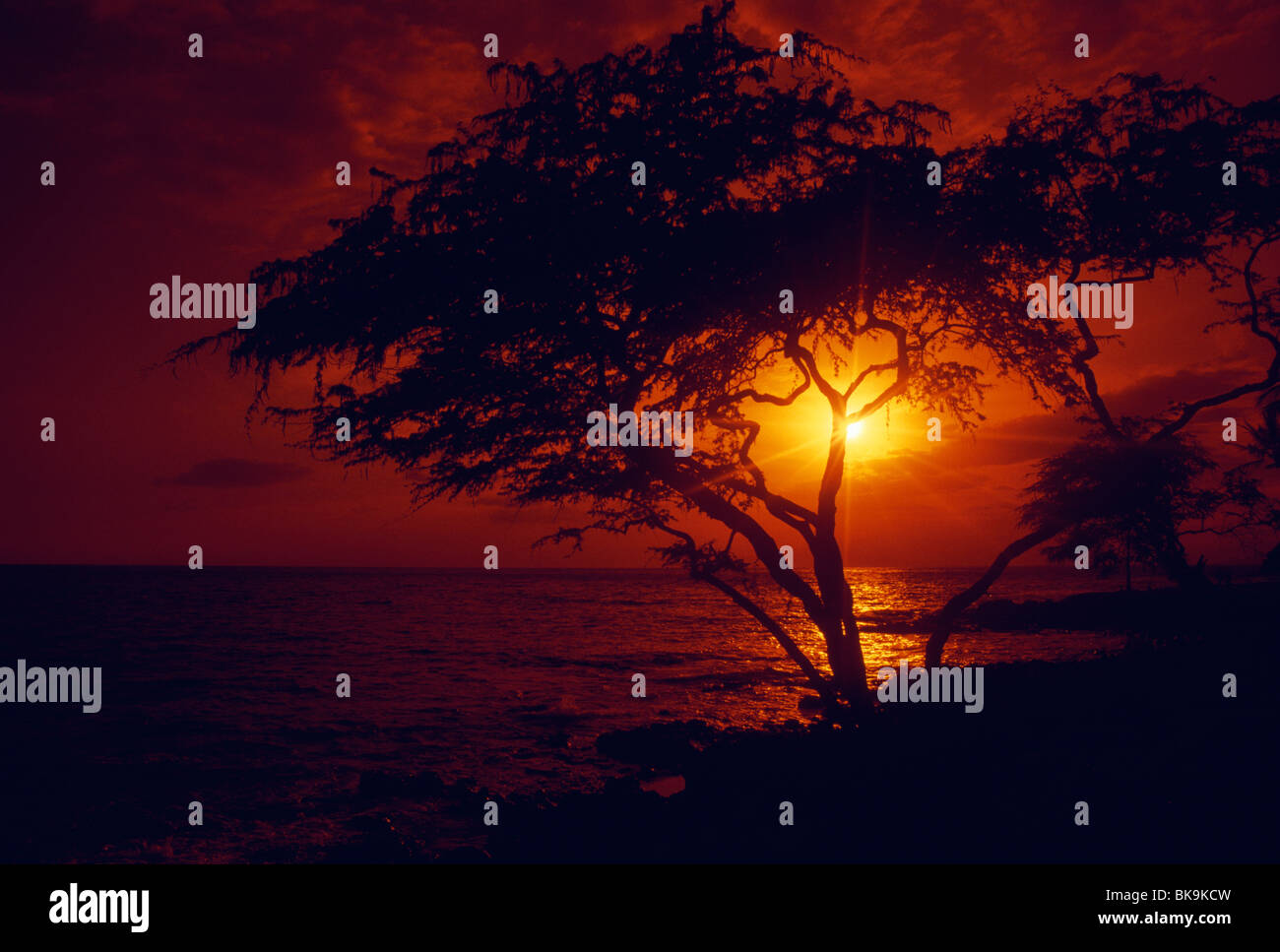 Kiawe tree hi-res stock photography and images - Alamy