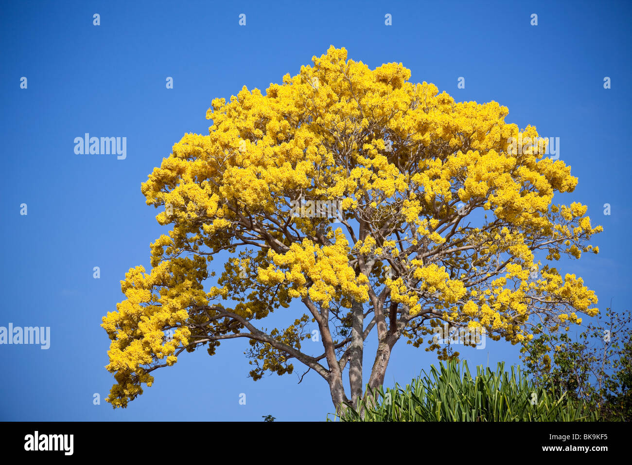 Gold tree in bloom in South Kona, Hawaii Stock Photo - Alamy
