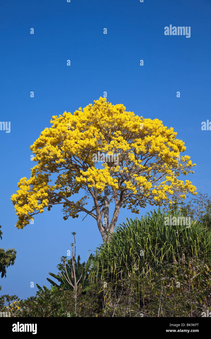Kona gold hi-res stock photography and images - Alamy