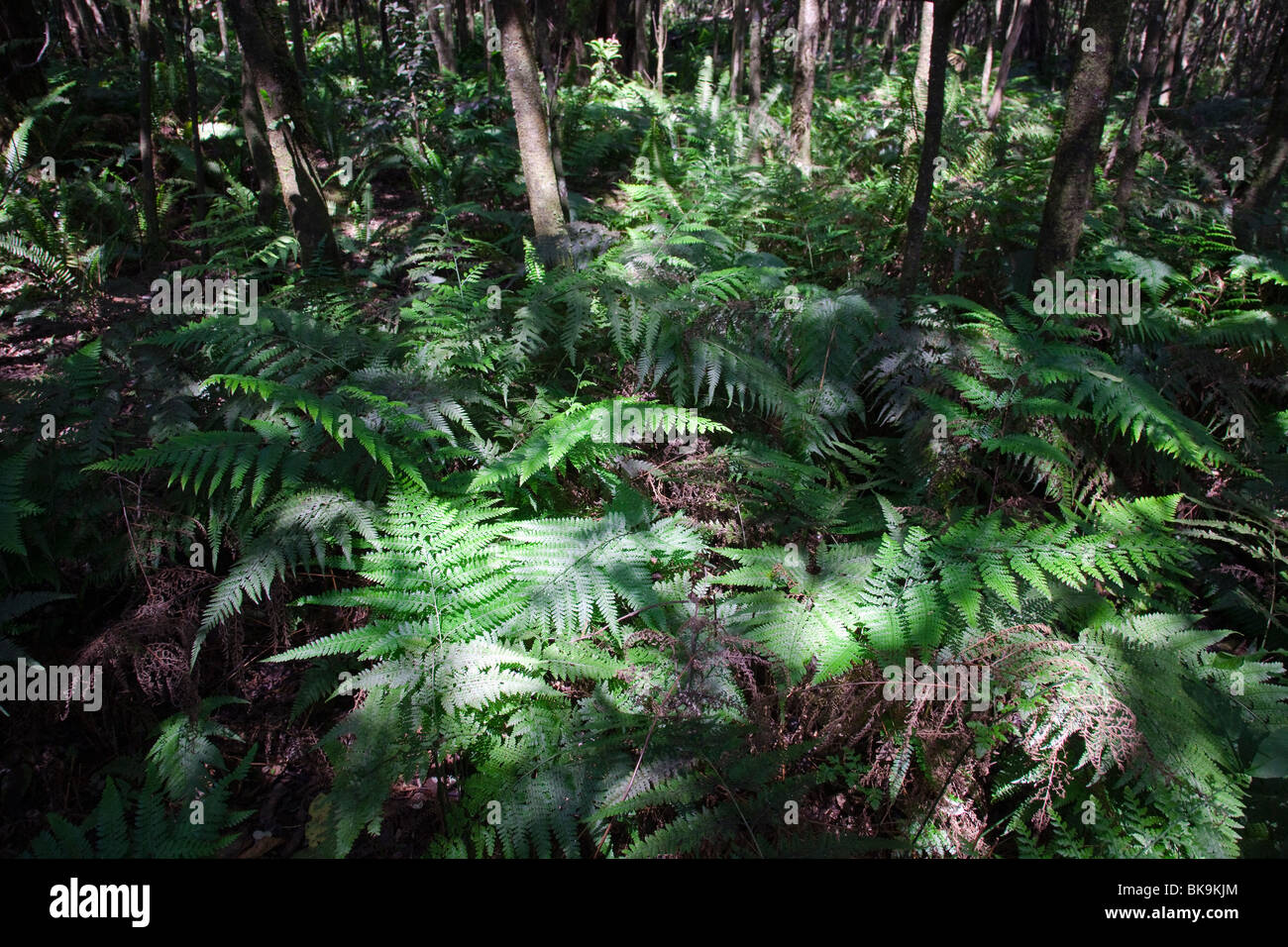 Palapalai ferns in Kalopa State Park in Hawaii Stock Photo - Alamy