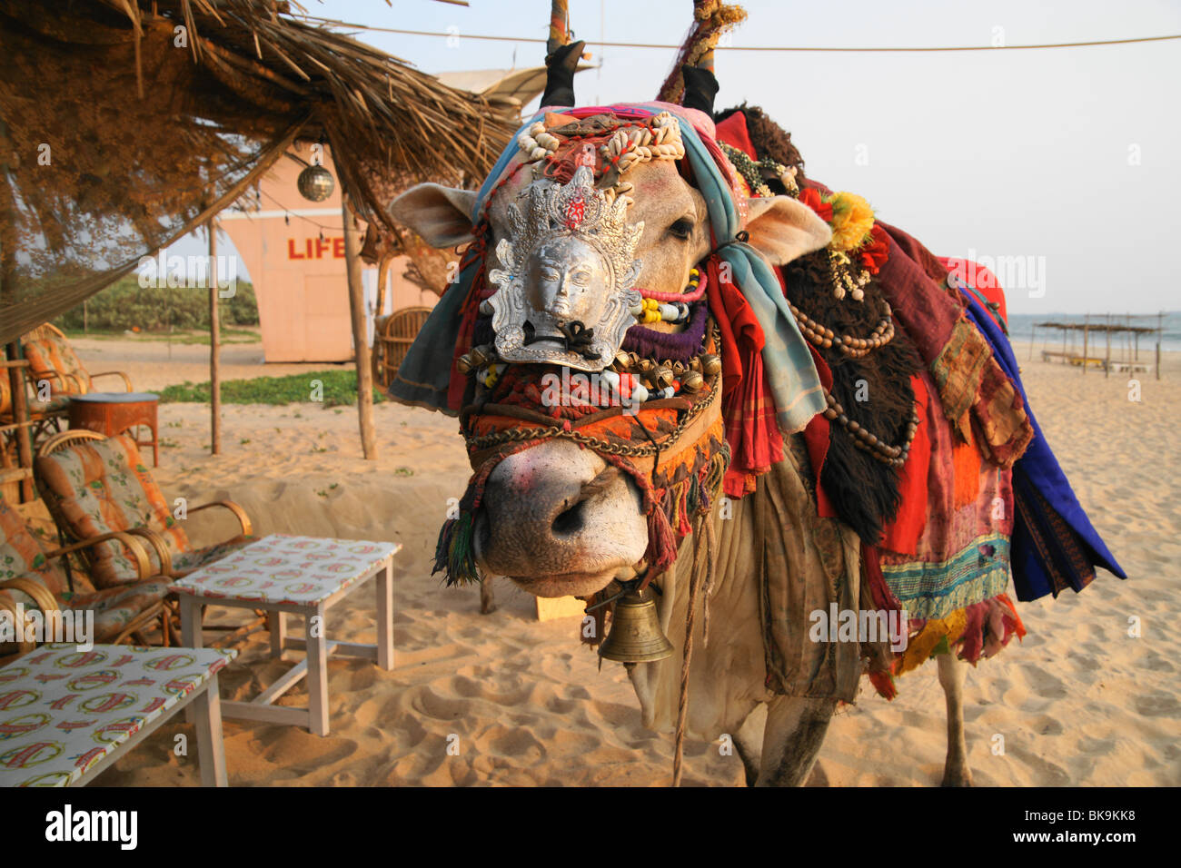 Dancing cow with musicians Stock Photo - Alamy