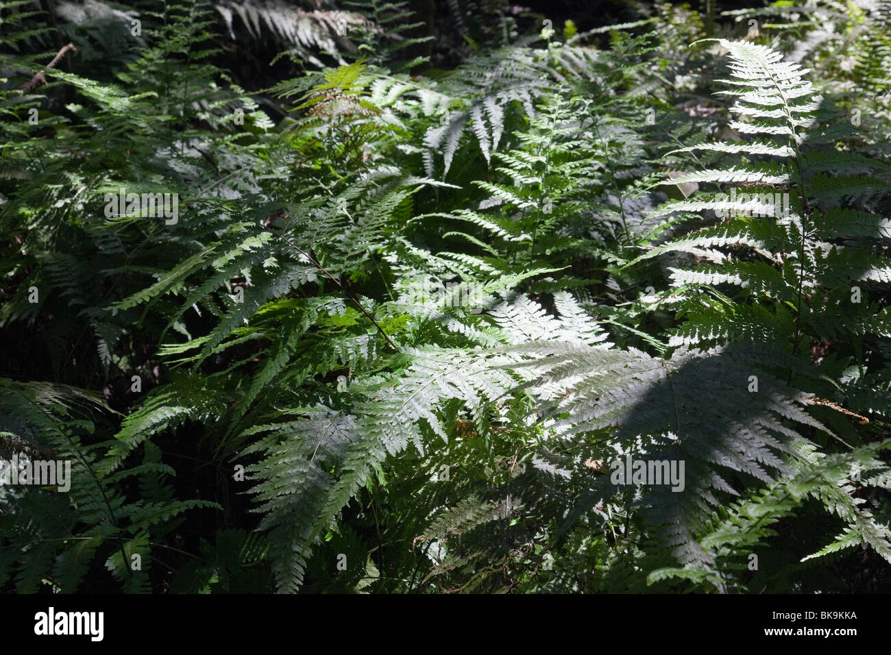 Palapalai ferns in Kalopa State Park in Hawaii Stock Photo - Alamy