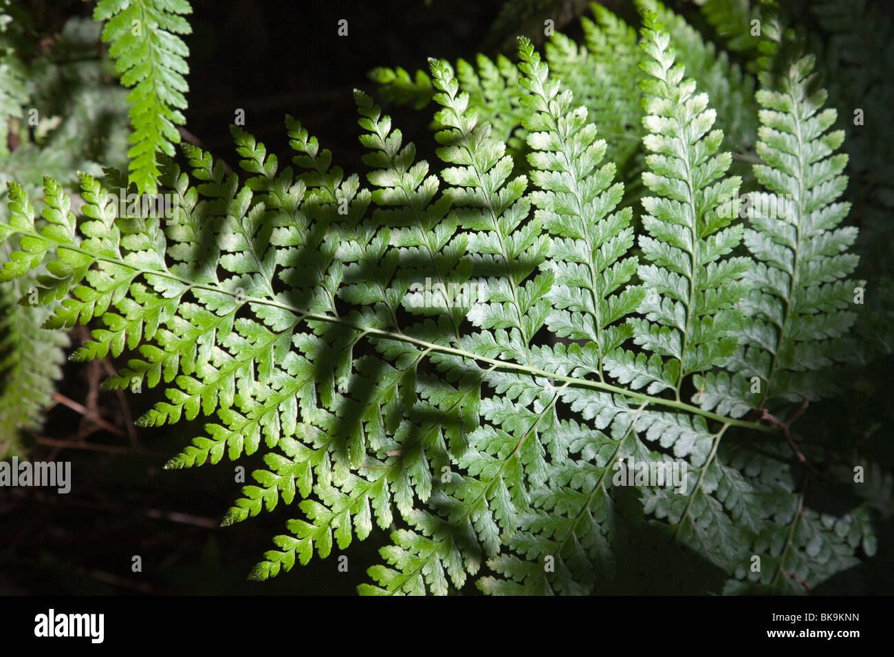 Palapalai ferns in Kalopa State Park in Hawaii Stock Photo - Alamy