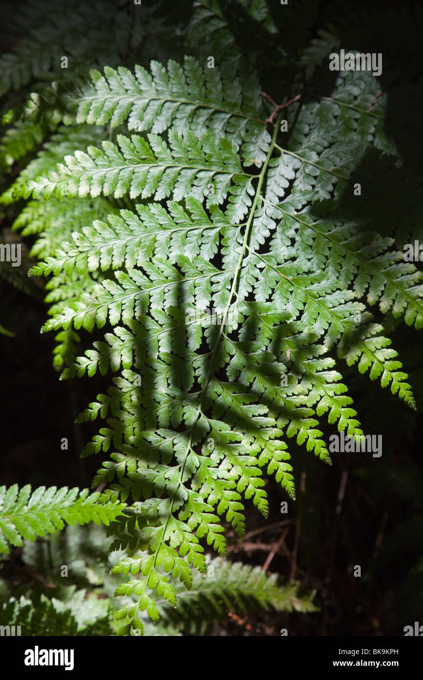 Palapalai ferns in Kalopa State Park in Hawaii Stock Photo - Alamy