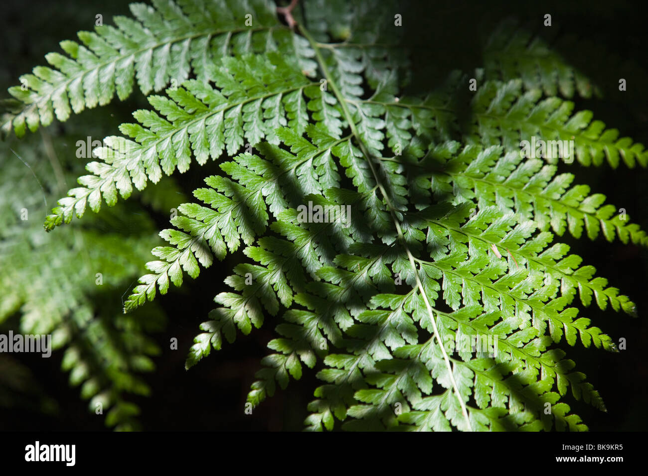 Kalopa State Park High Resolution Stock Photography and Images - Alamy