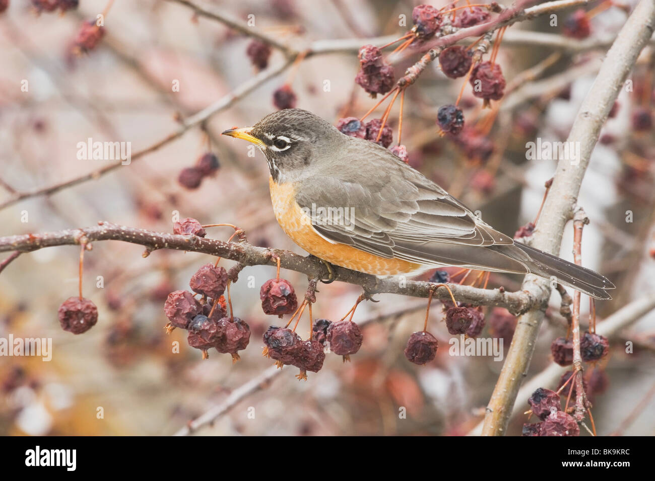 Aves aves robin hi-res stock photography and images - Alamy
