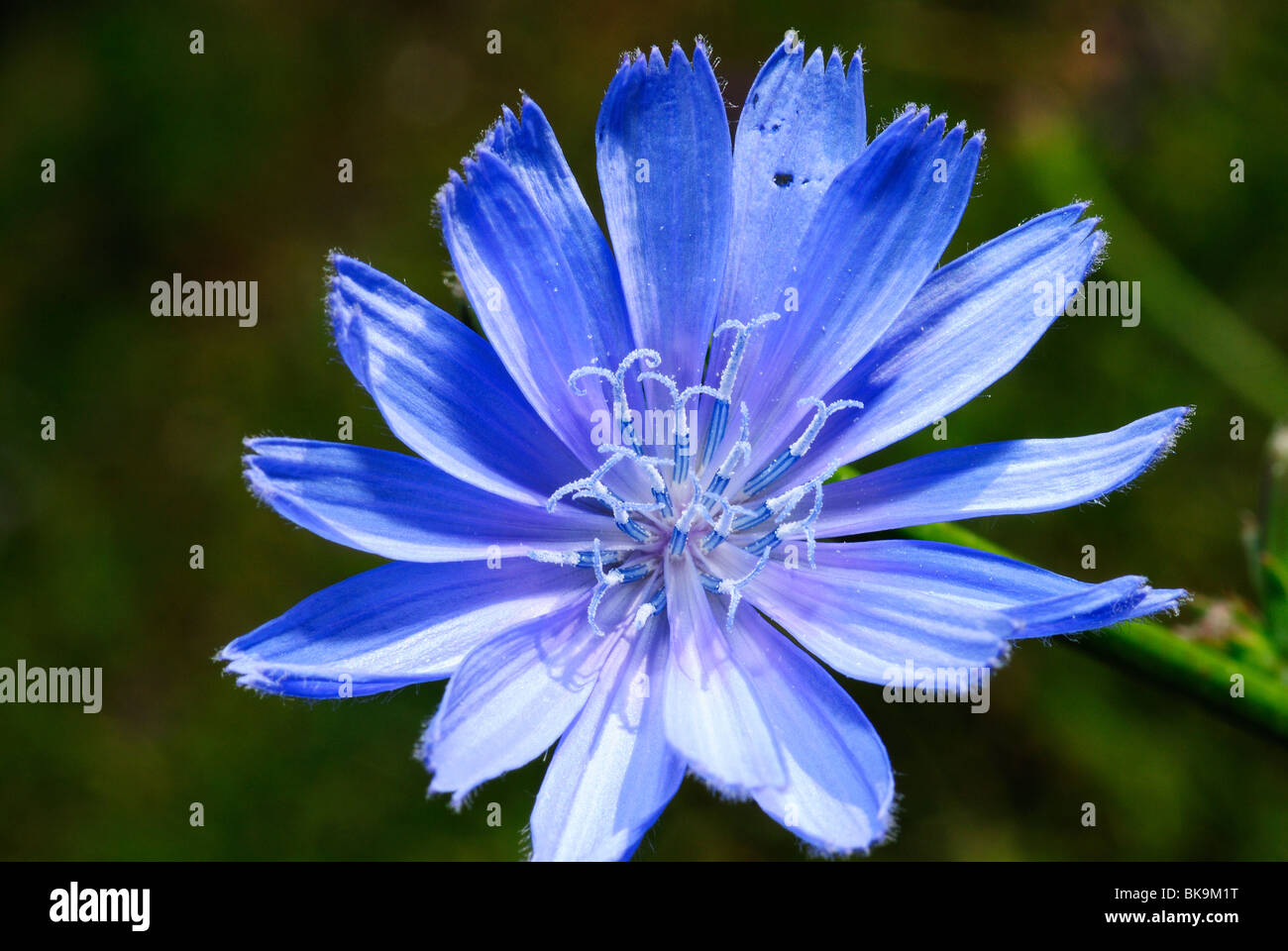 Blue flower hi-res stock photography and images - Alamy