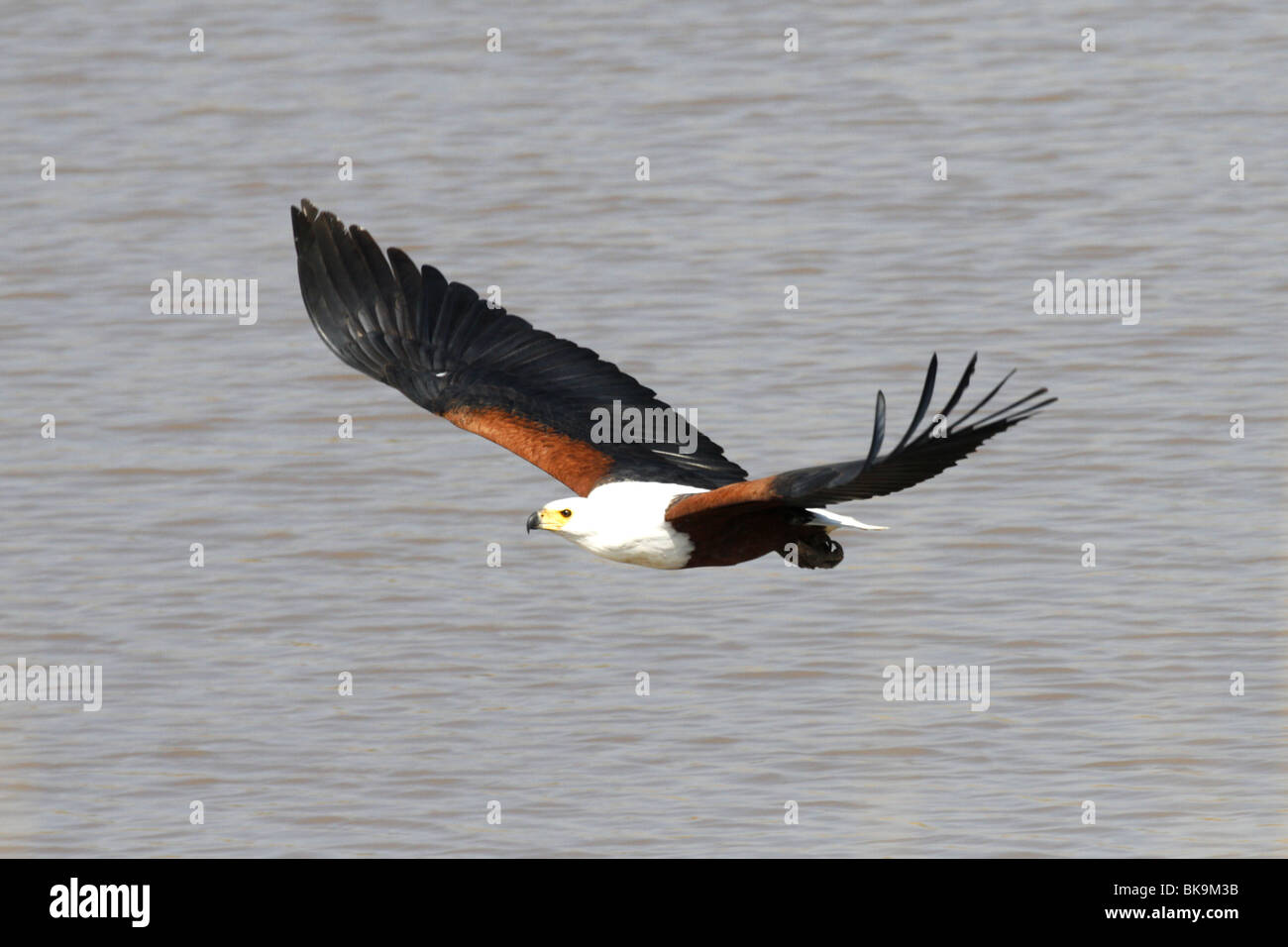 African bird flying hi-res stock photography and images - Alamy