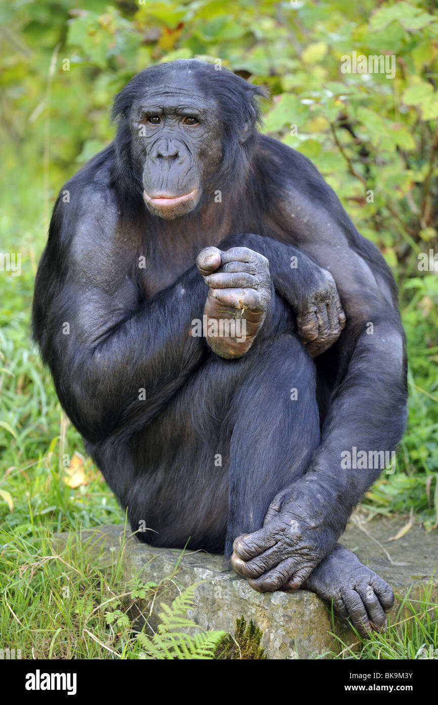 Male bonobo (Pan paniscus) sitting Stock Photo - Alamy