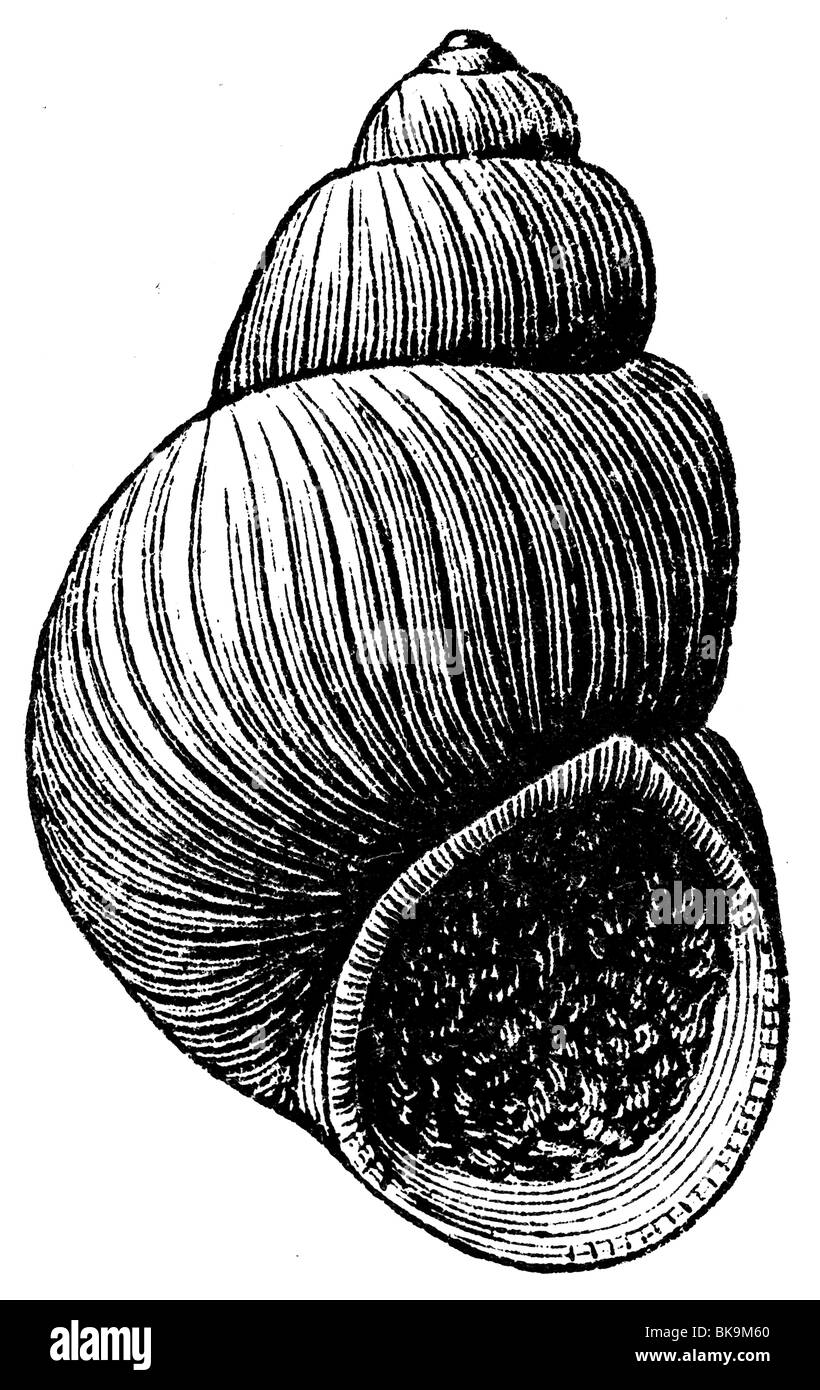 Paludina diluviana schnecke hi-res stock photography and images - Alamy