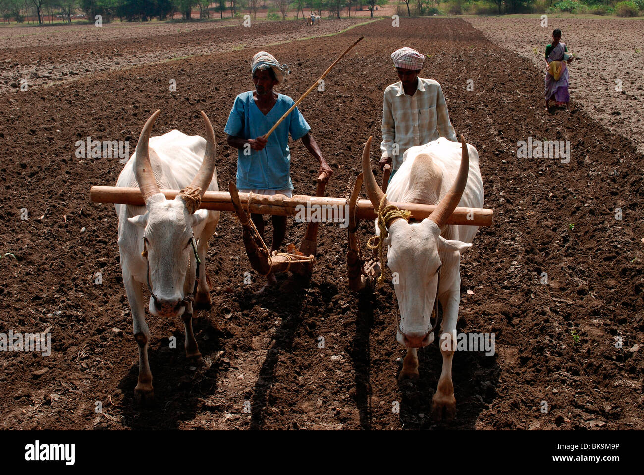 farmers ploughing the field using cattle; india Stock Photo - Alamy