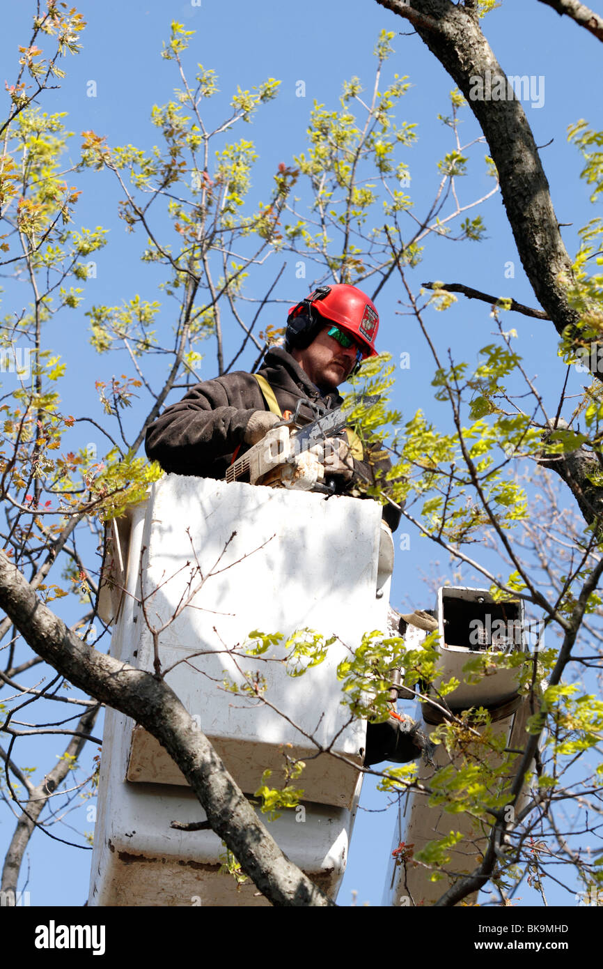 Man in Cherry Picker cutting a tree Stock Photo - Alamy