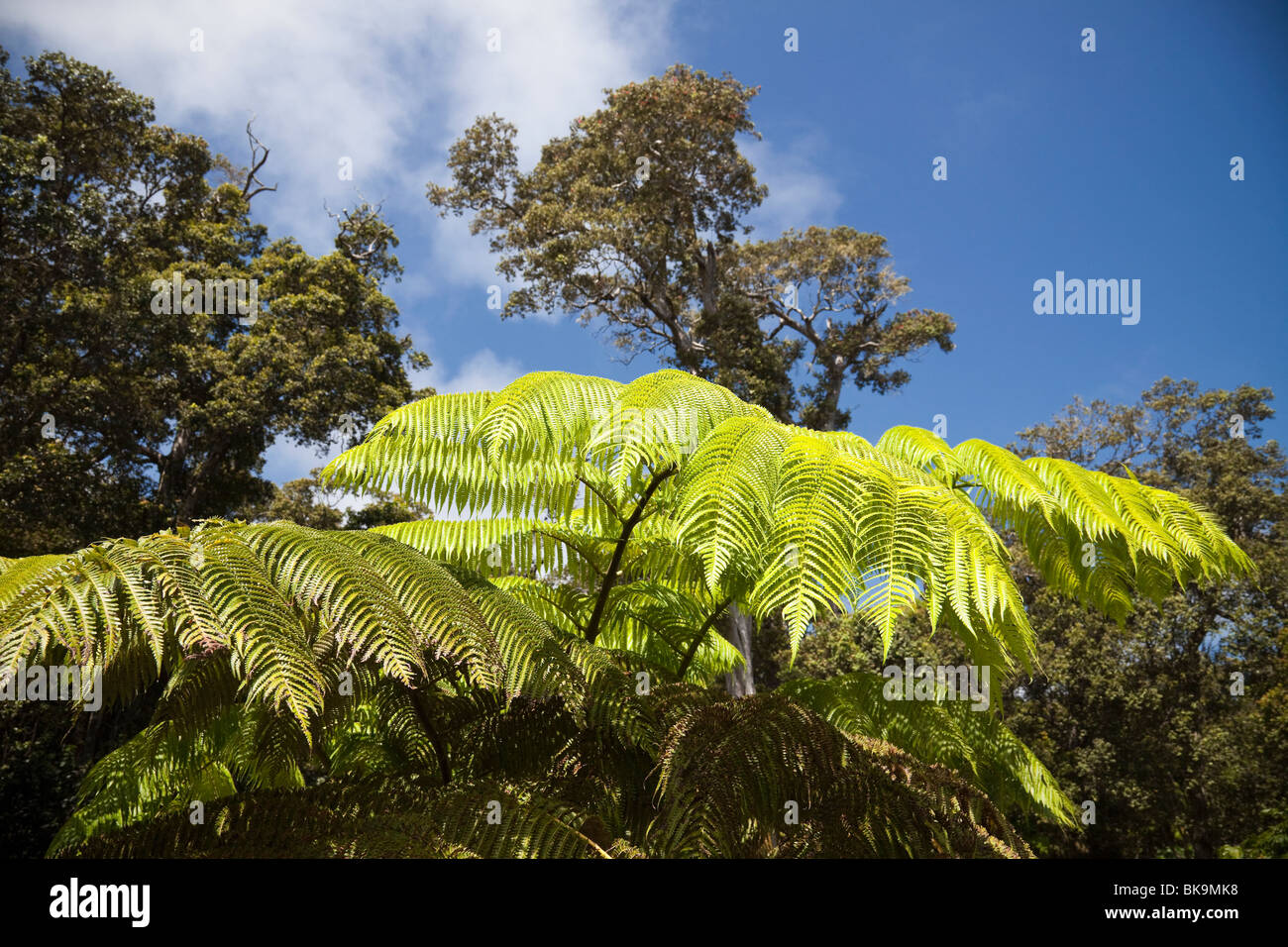 Kalopa state park hi-res stock photography and images - Alamy