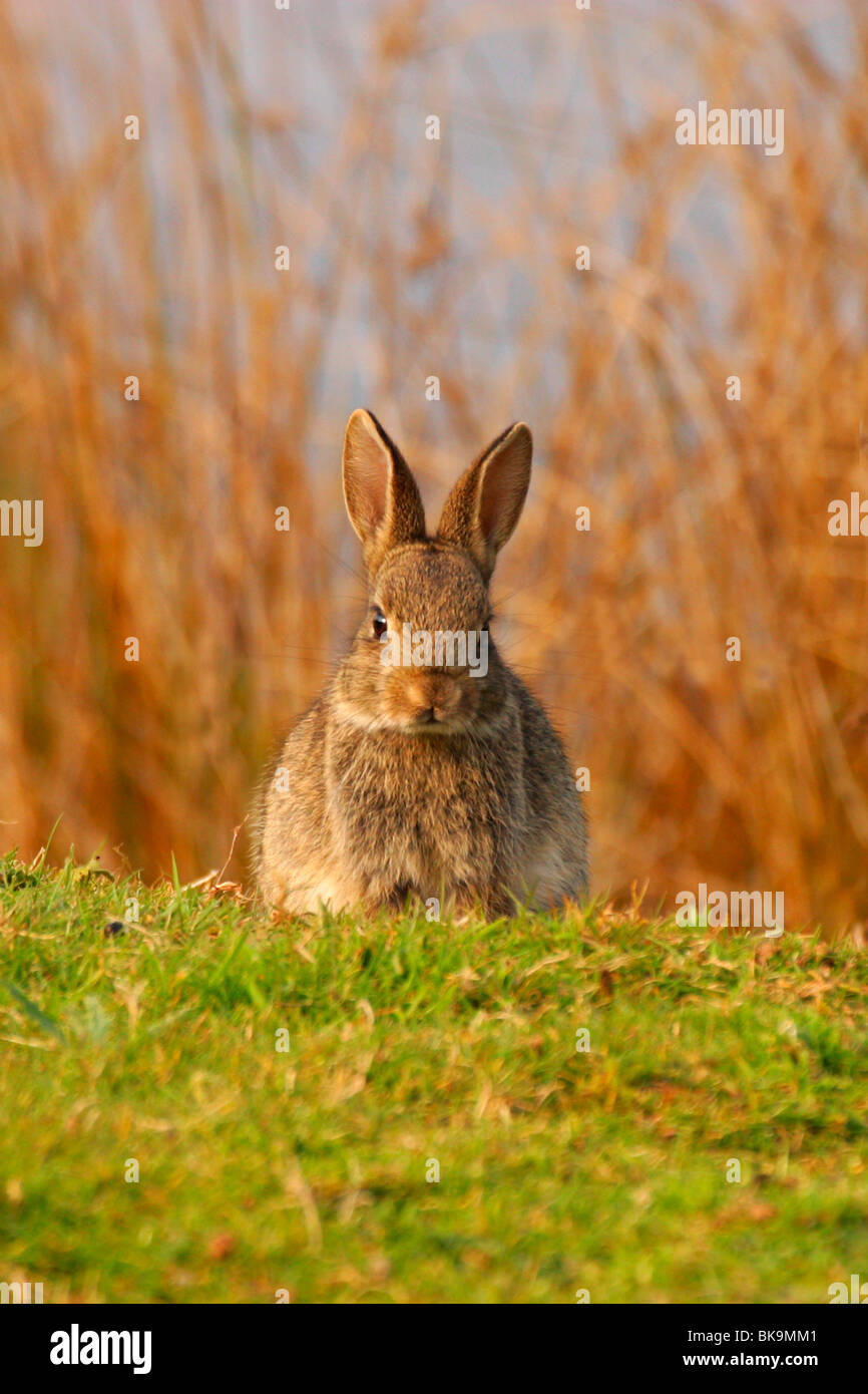English rabbit hi-res stock photography and images - Alamy