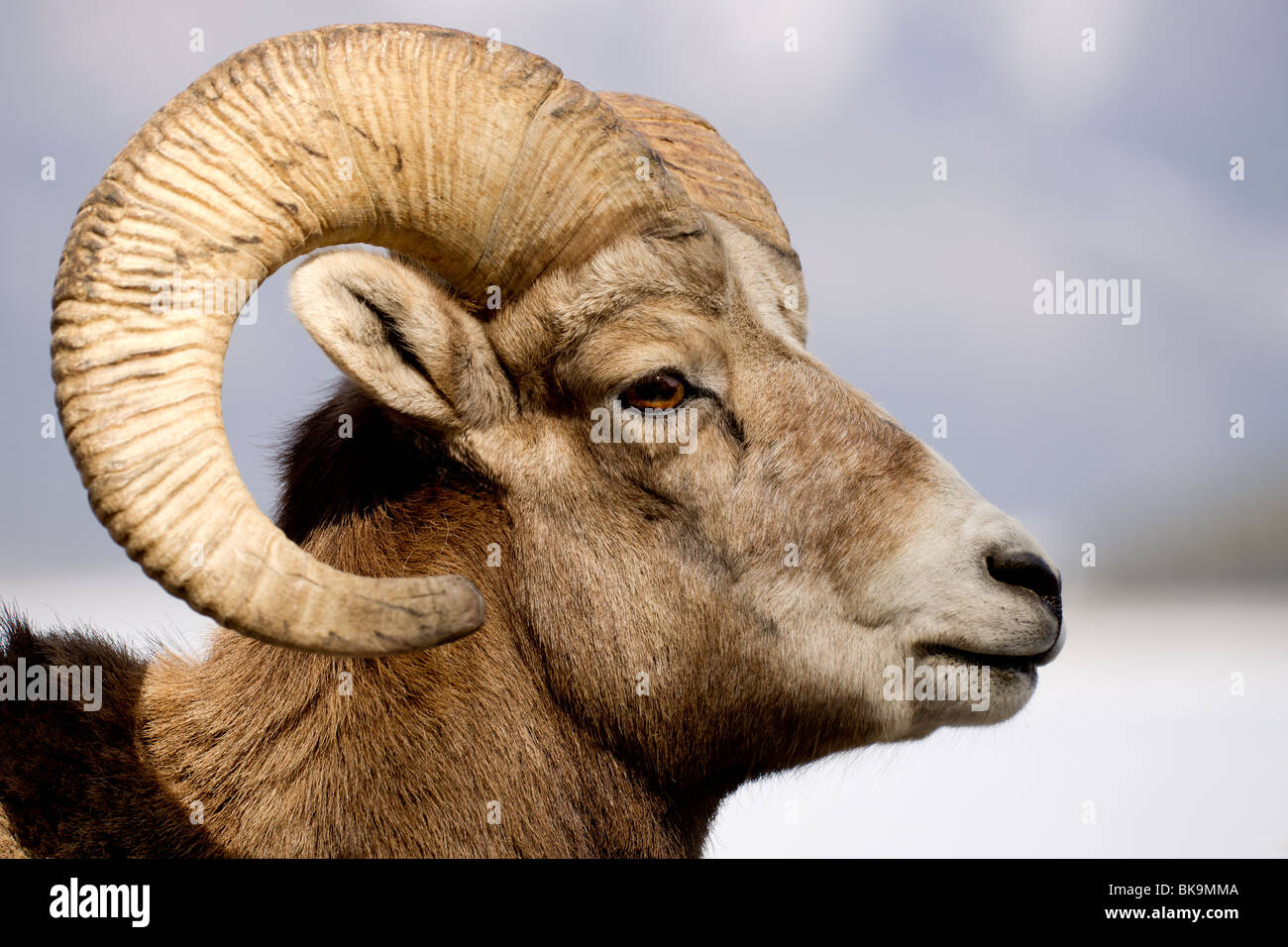 Sheep head profile hi-res stock photography and images - Alamy