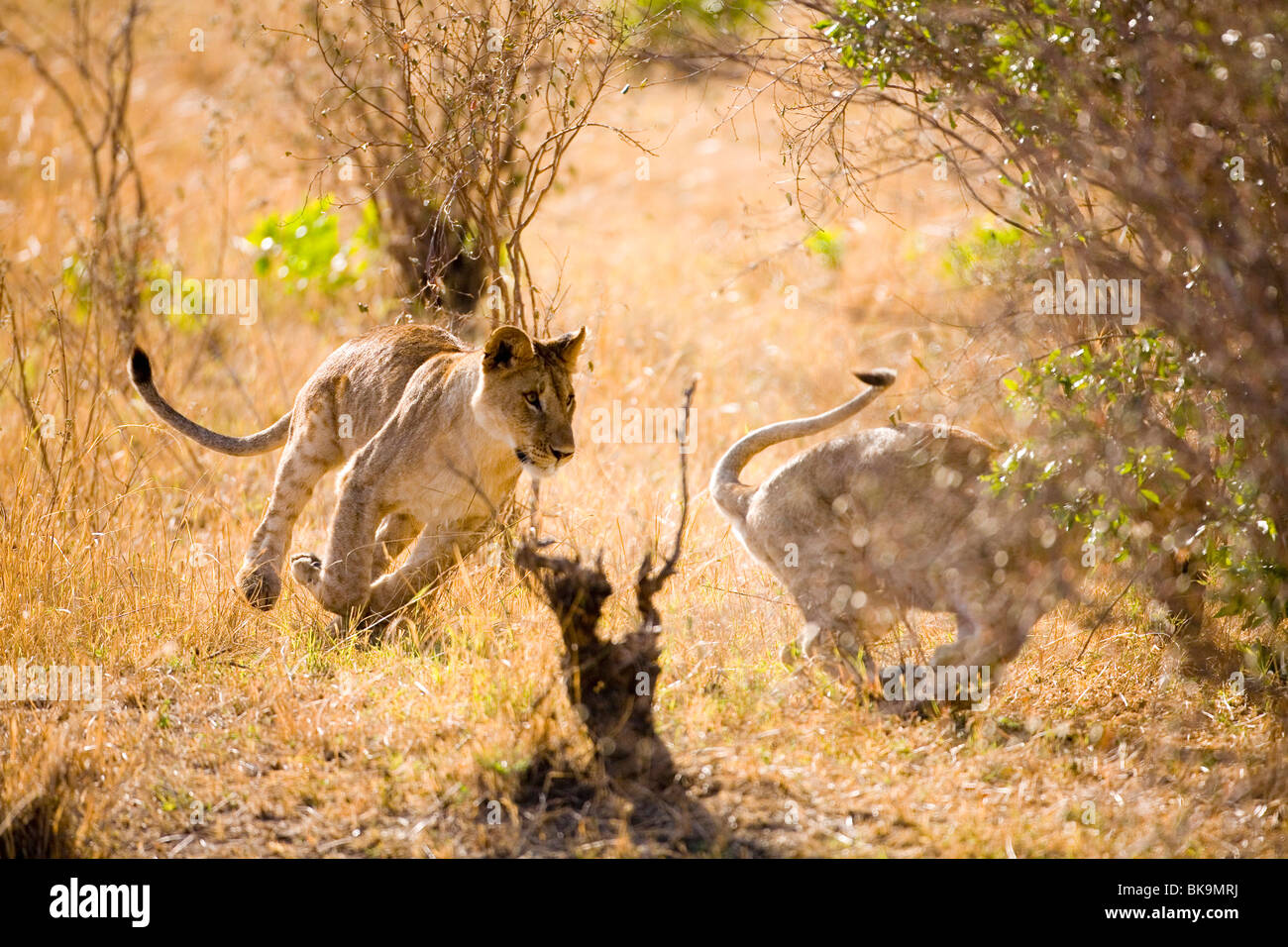Rivalry history hi-res stock photography and images - Alamy