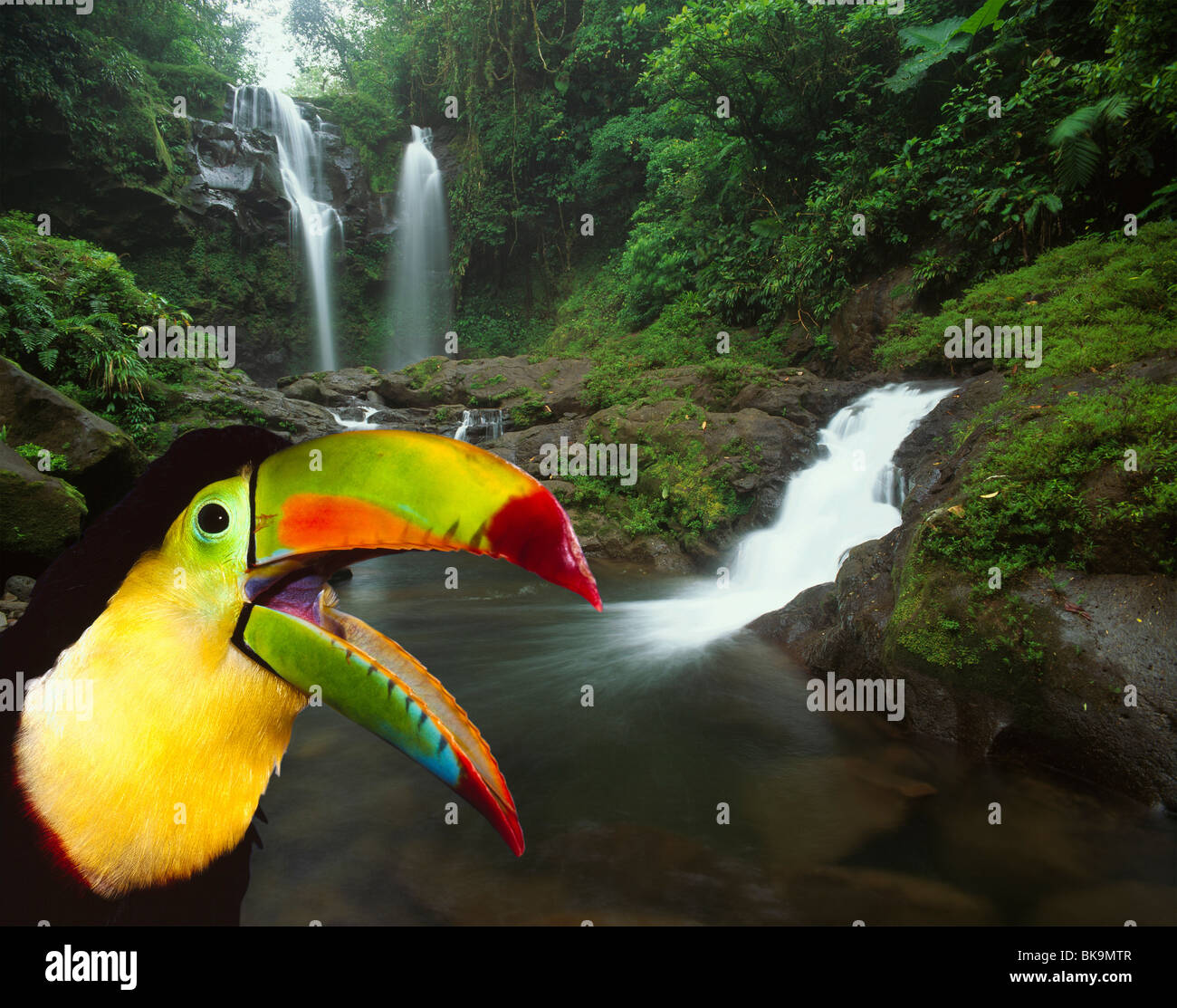 Toucan Rara Avis Waterfall Costa Rica Rainforest Stock Photo - Alamy