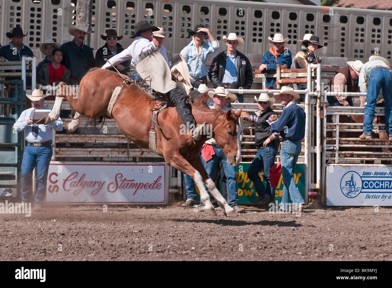 Cowboy, bareback bronc riding, Cochrane Rodeo, Cochrane, Alberta ...