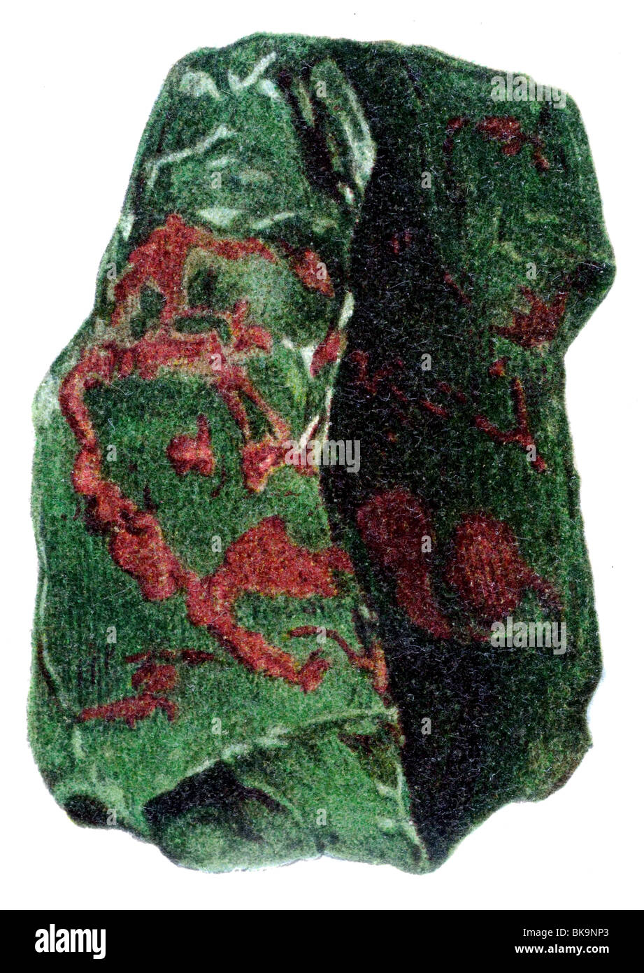 Heliotrope hi-res stock photography and images - Alamy