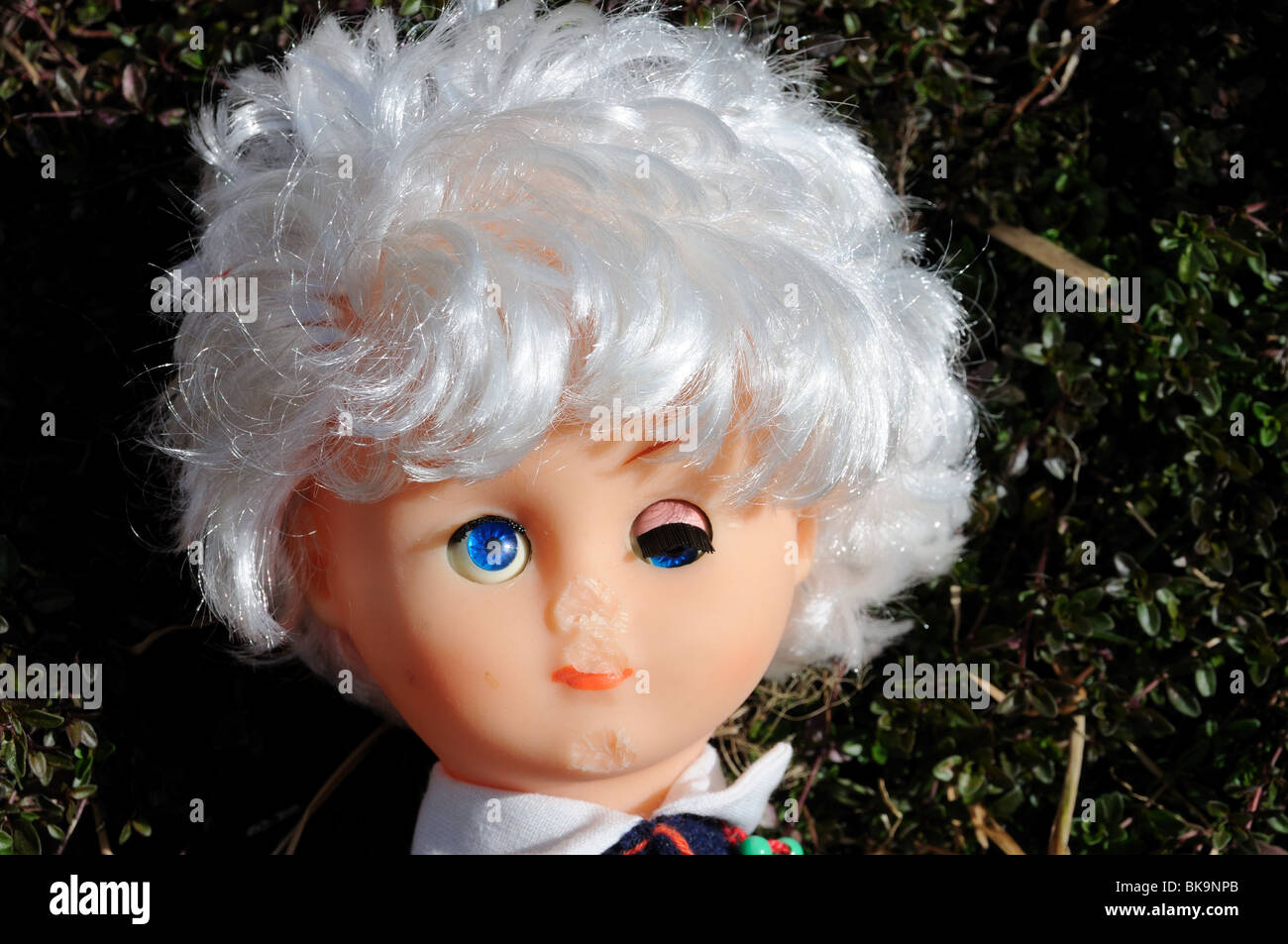 Mouse eaten nose Stock Photo - Alamy