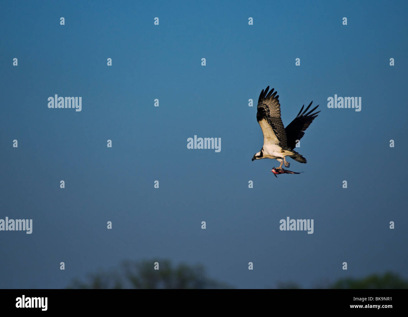 Osprey bird catching fish hi-res stock photography and images - Alamy