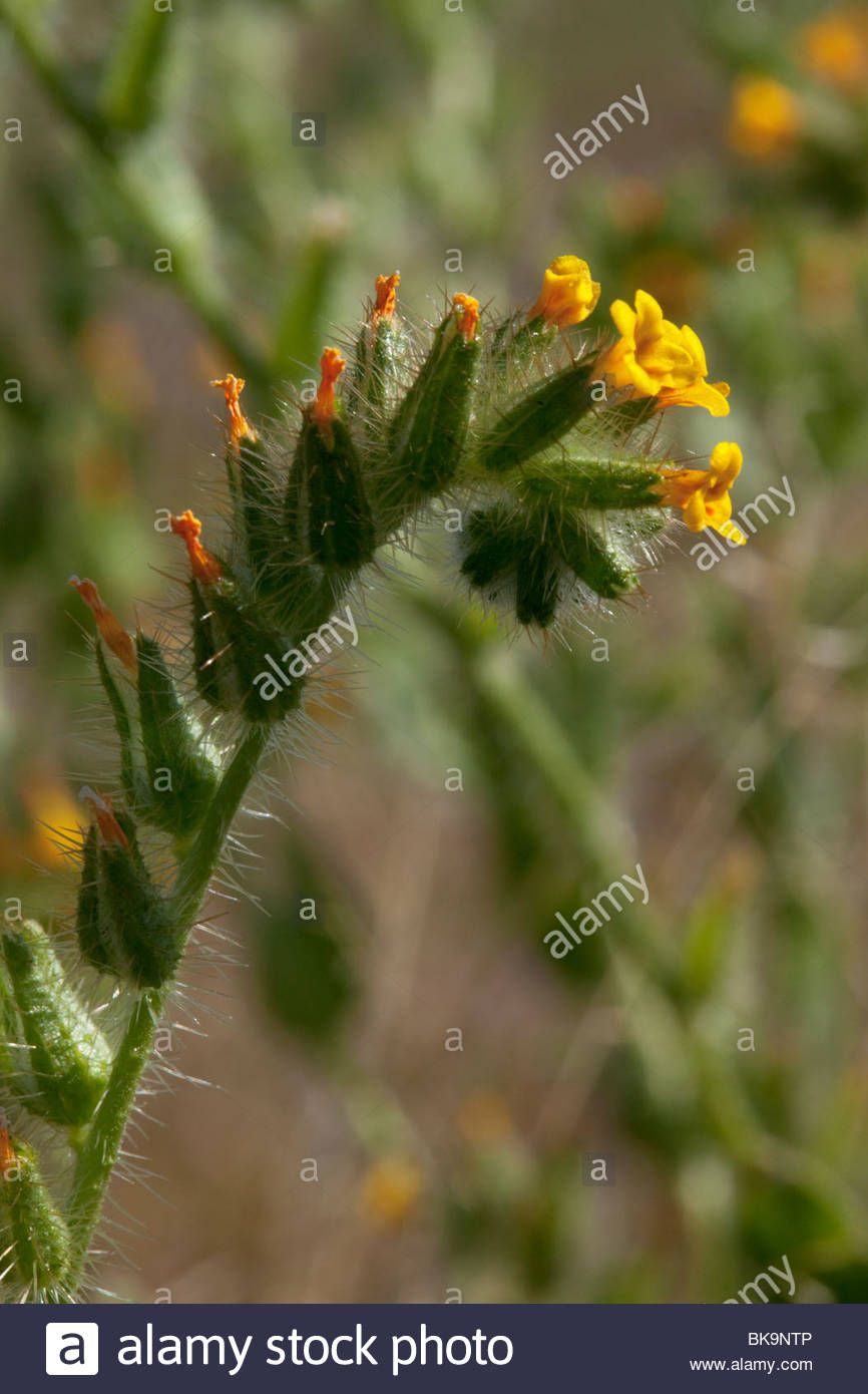 Fiddleneck Plants High Resolution Stock Photography and Images - Alamy