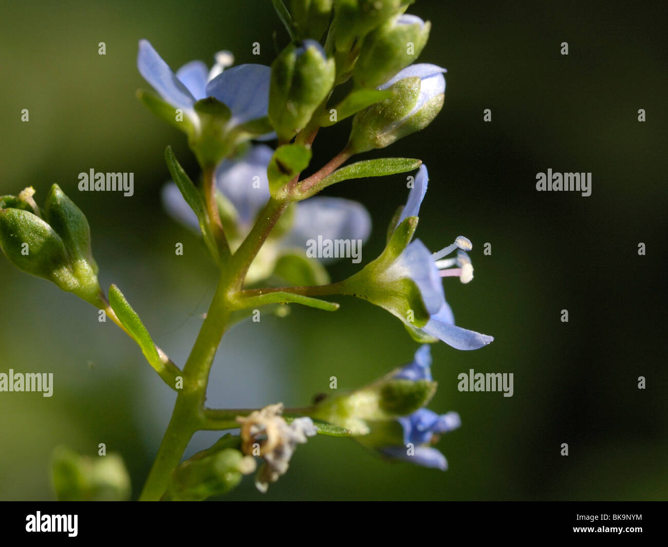 Blue brooklime flower hi-res stock photography and images - Alamy