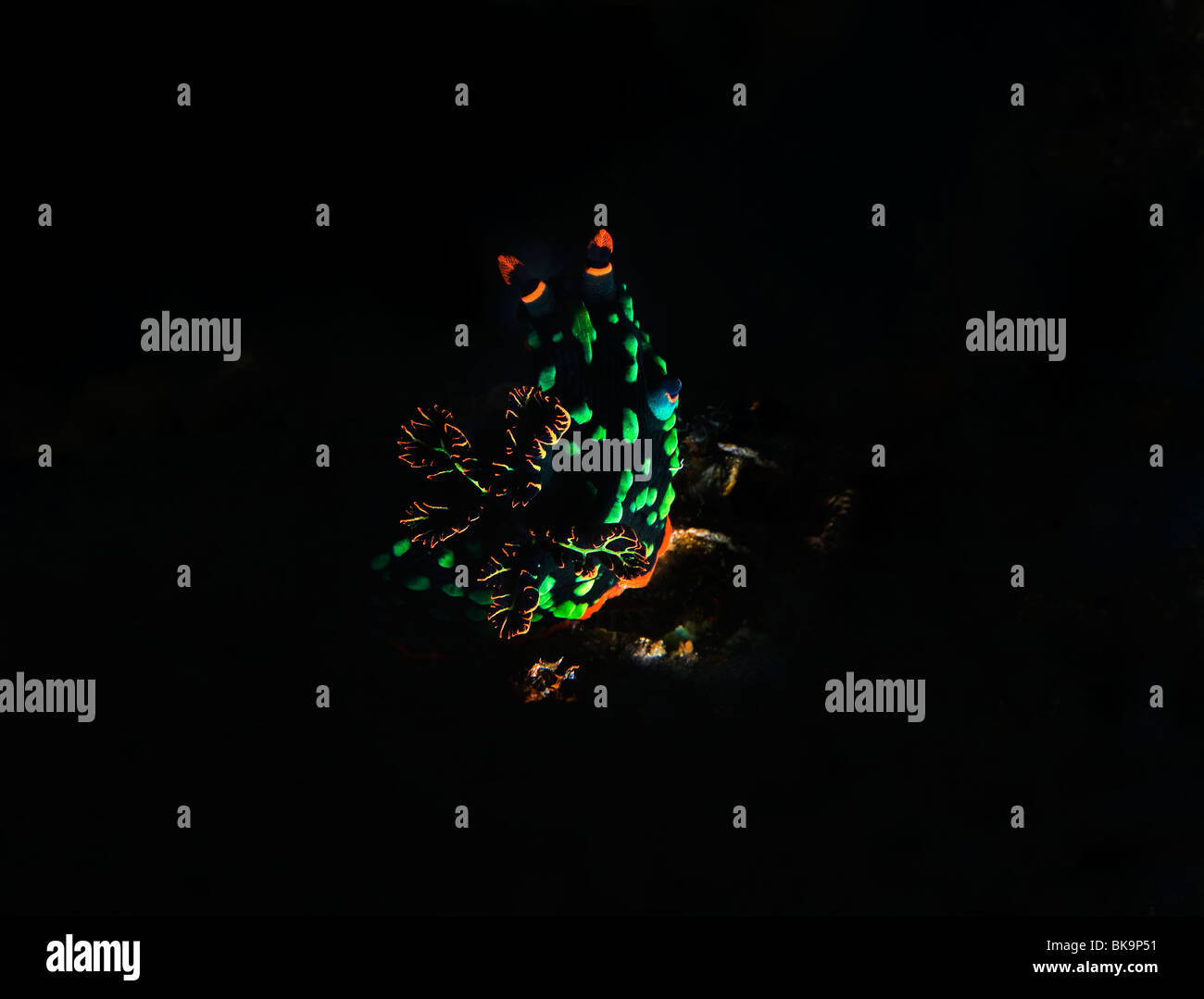 green red dorid Nudibranch Nembrotha kubaryana variable neon slug ...