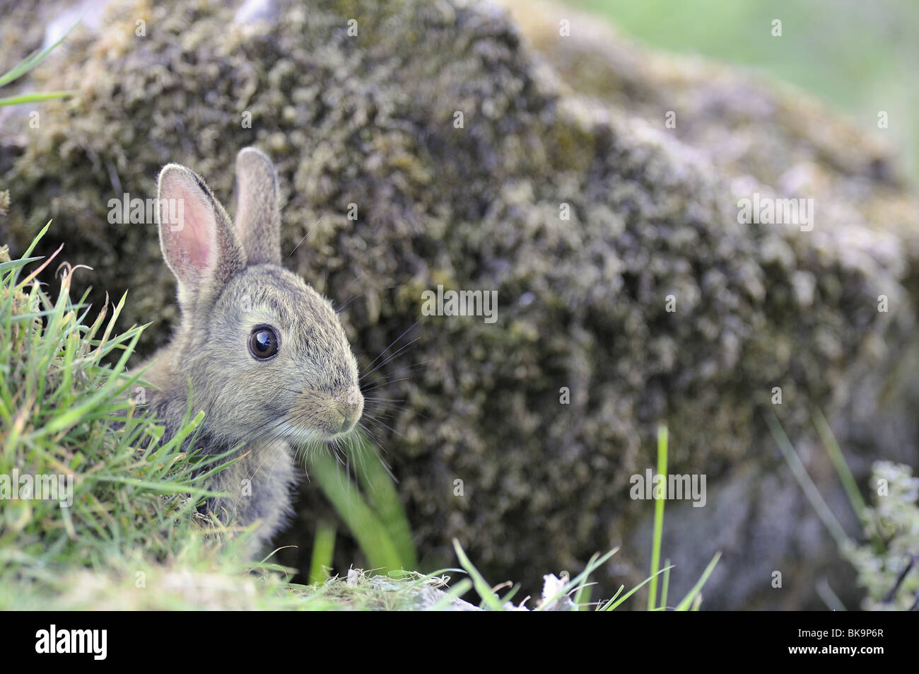 Rabbit burrow grass hi-res stock photography and images - Alamy