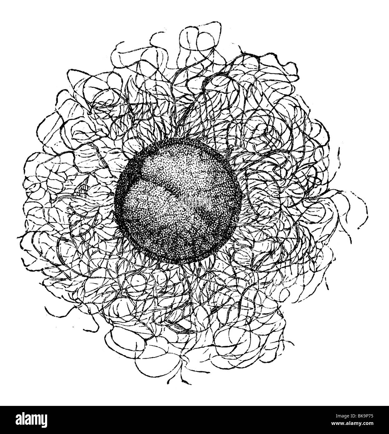 Century bl Cut Out Stock Images & Pictures - Alamy