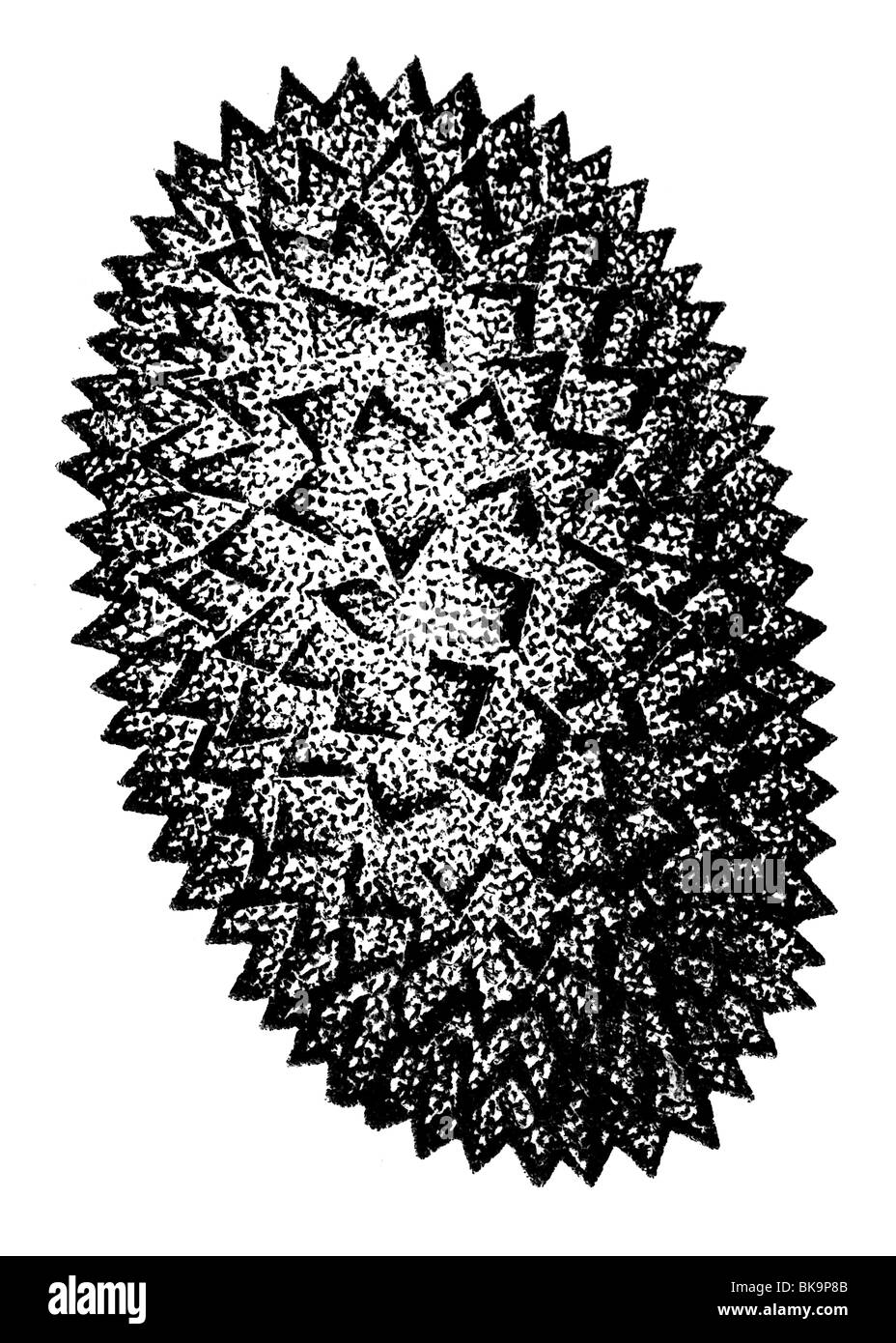 Oribata hi-res stock photography and images - Alamy